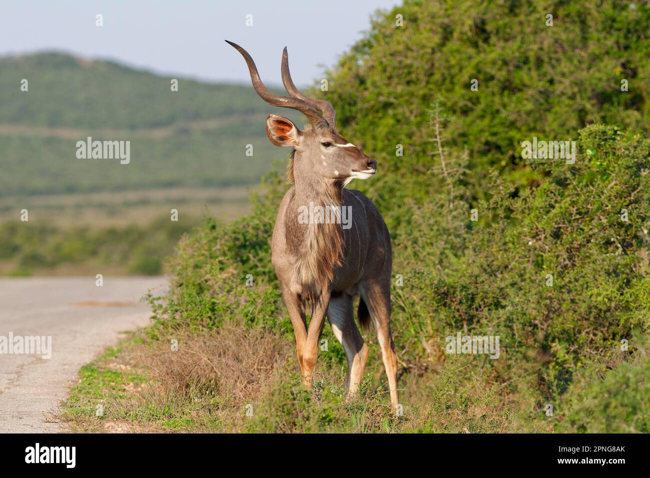 Greater kudu (Tragelaphus strepsiceros), adult male standing in the ...