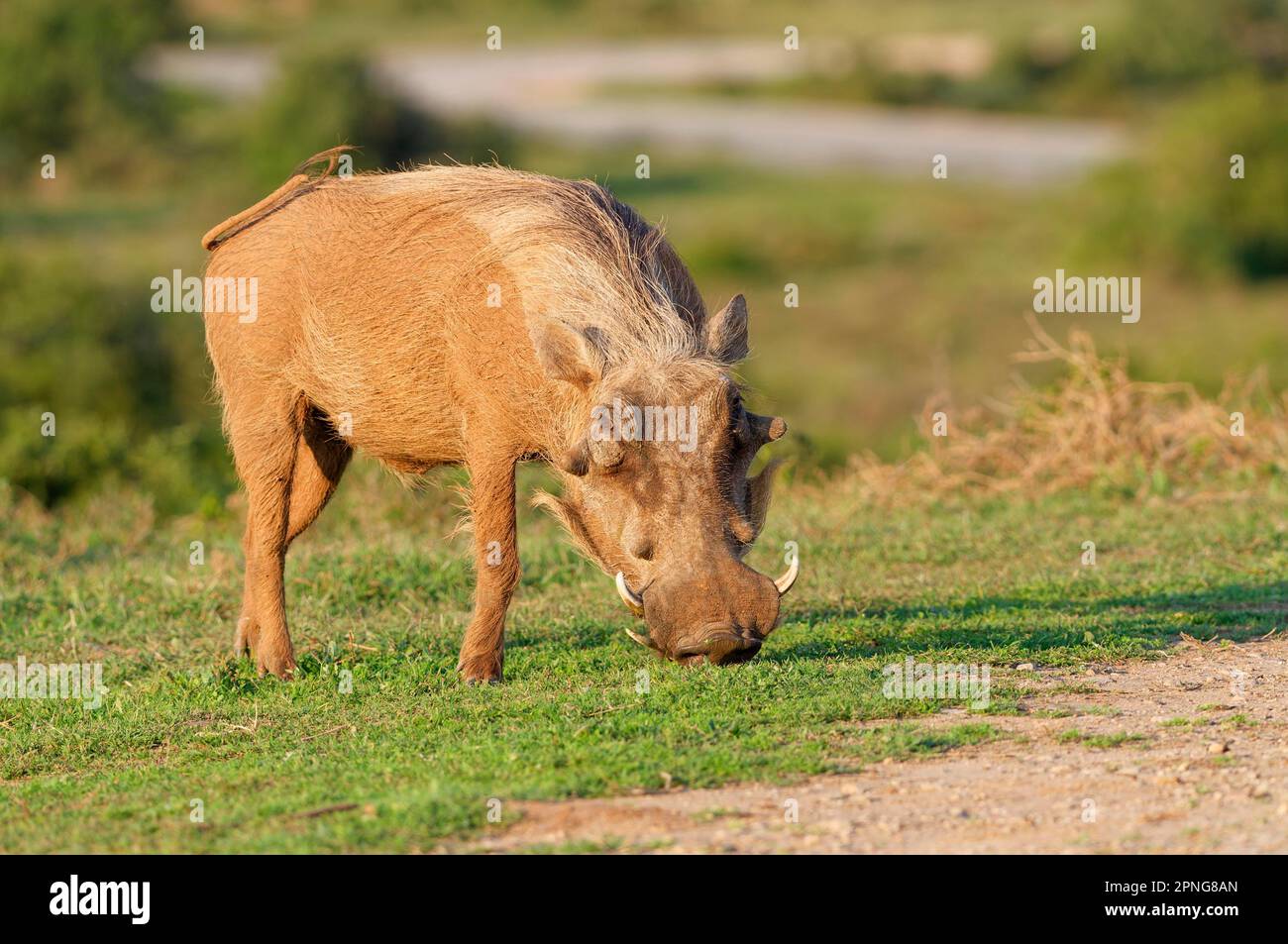 Common warthog (Phacochoerus africanus), adult animal by the side of ...