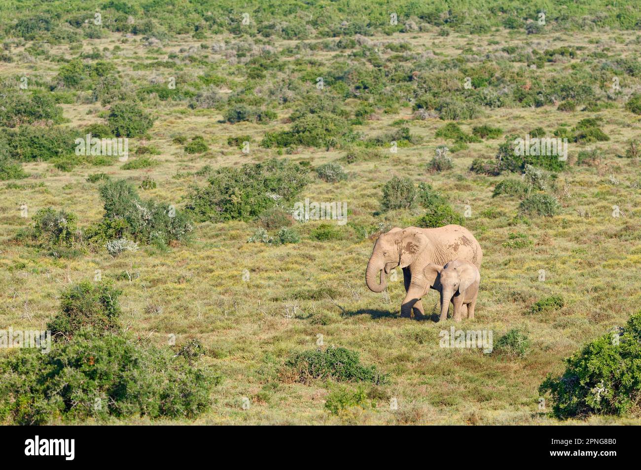African bush elephants (Loxodonta africana), elephant baby with his ...