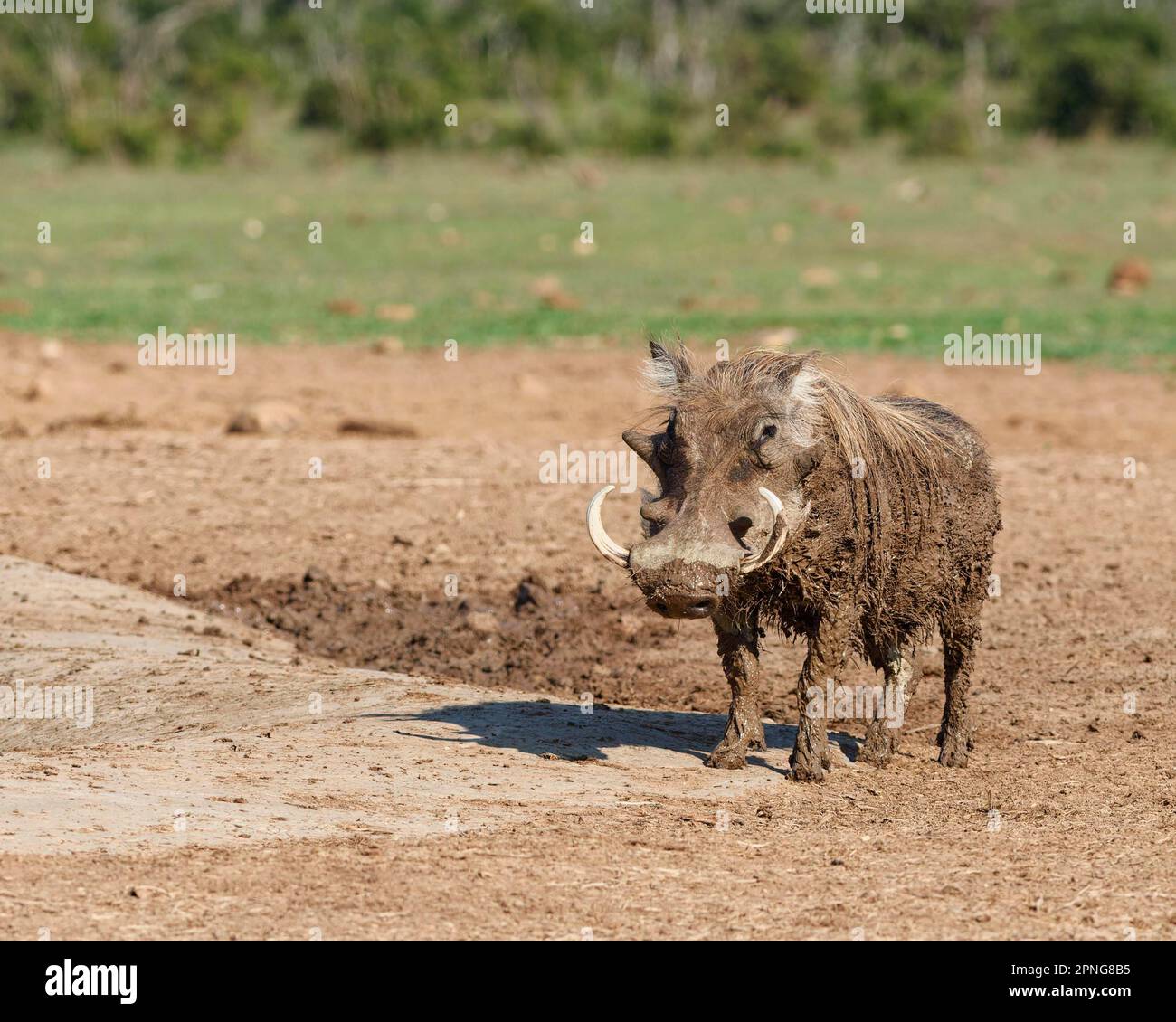 Common warthog (Phacochoerus africanus), adult male covered in wet mud ...
