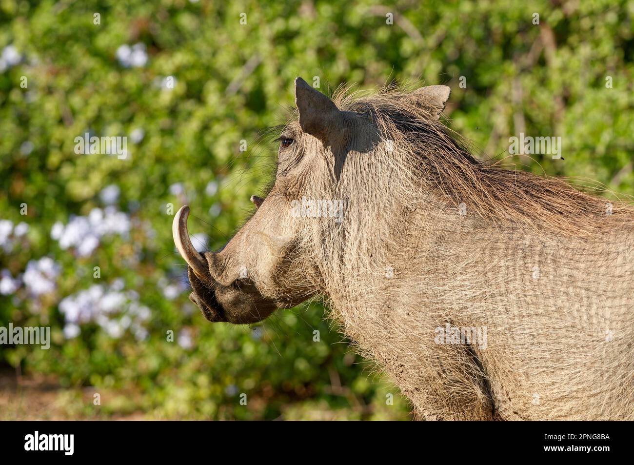Warthog profile hi-res stock photography and images - Alamy