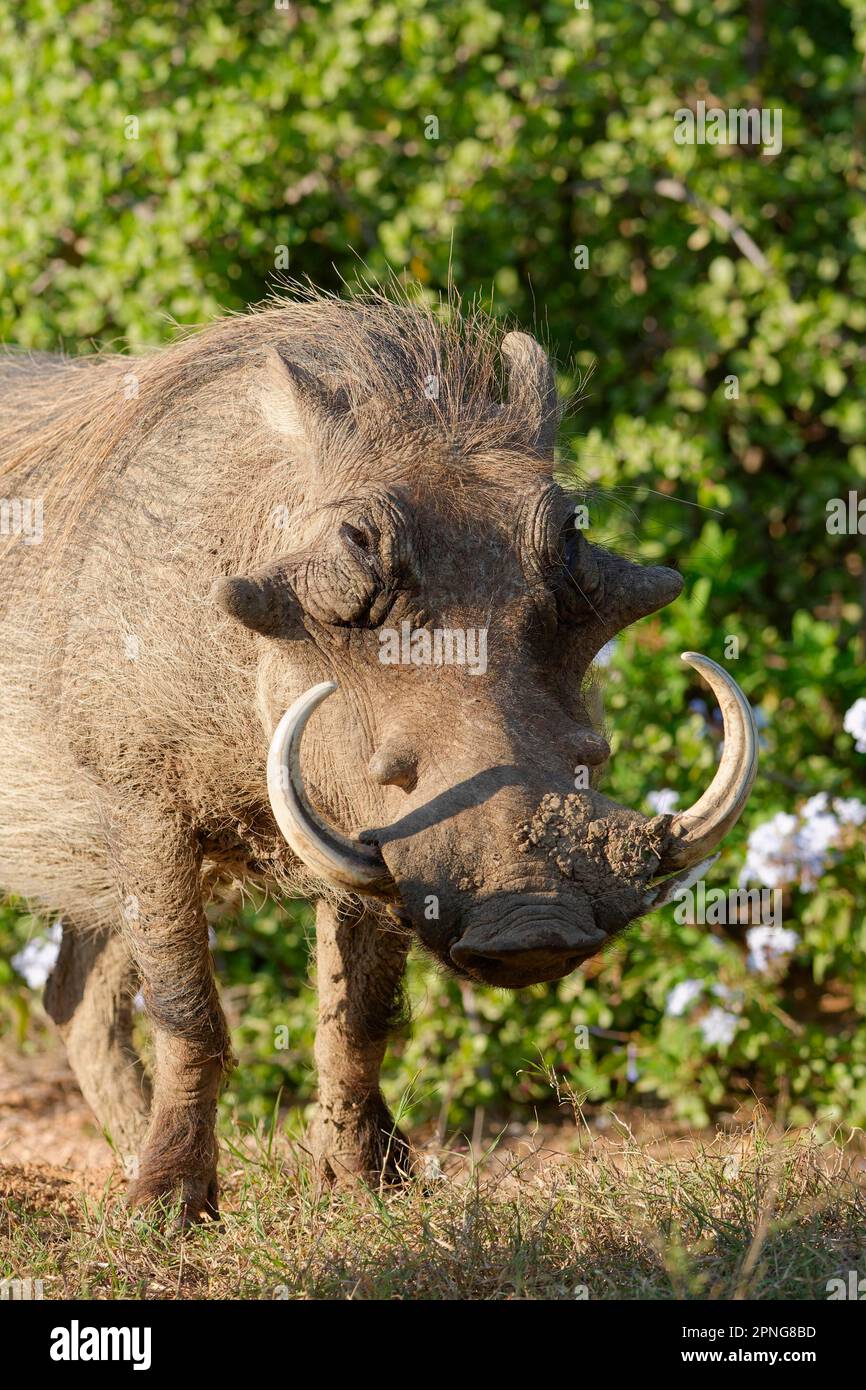 Common warthog (Phacochoerus africanus), adult with dry mud on snout in ...