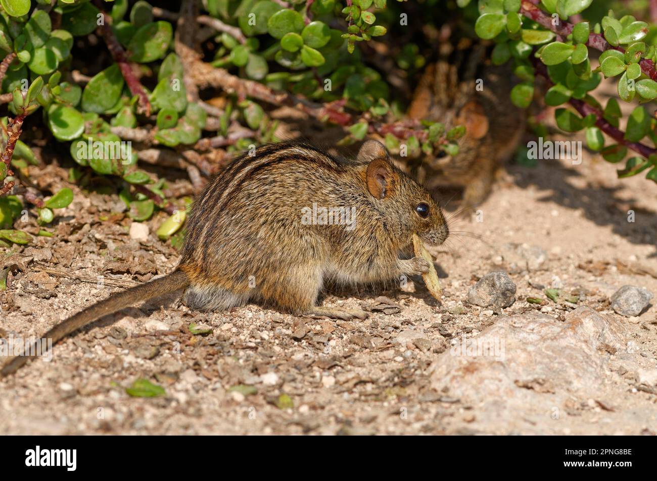 Four-striped grass mouse (Rhabdomys pumilio), adult animal in thickets ...