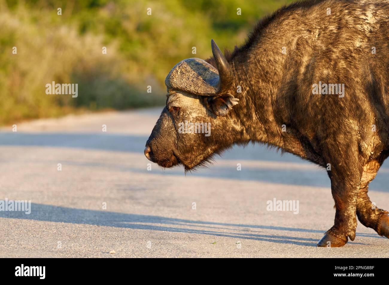 Cape buffalo (Syncerus caffer caffer), adult male crossing the tarred ...