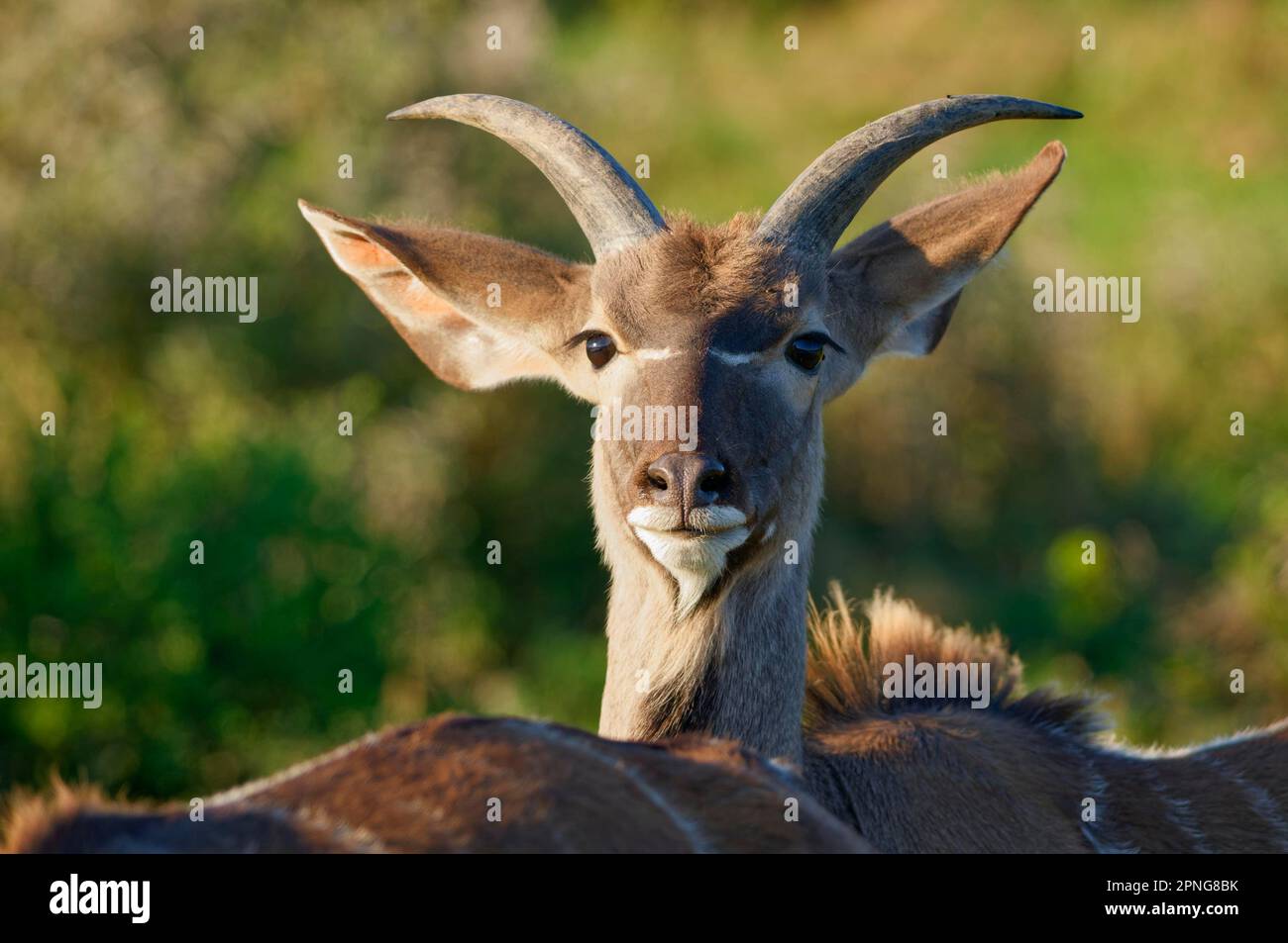 Greater kudu (Tragelaphus strepsiceros), young male animal, close-up of ...