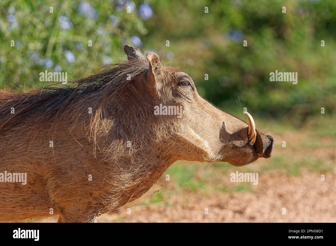 Common warthog (Phacochoerus africanus), adult animal, profile portrait ...
