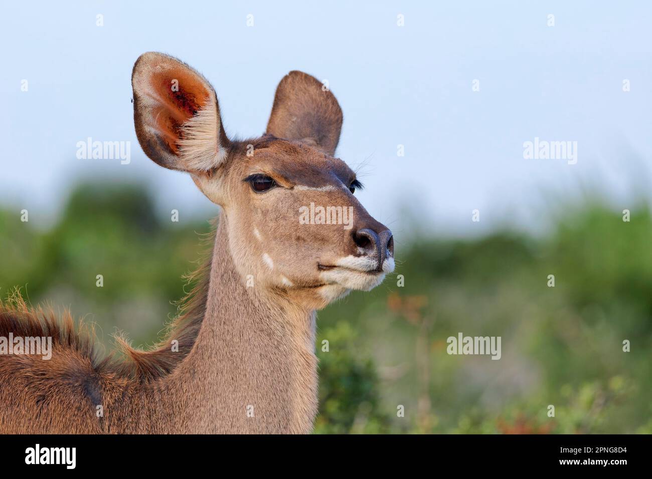 Greater kudu (Tragelaphus strepsiceros), adult female, animal portrait ...