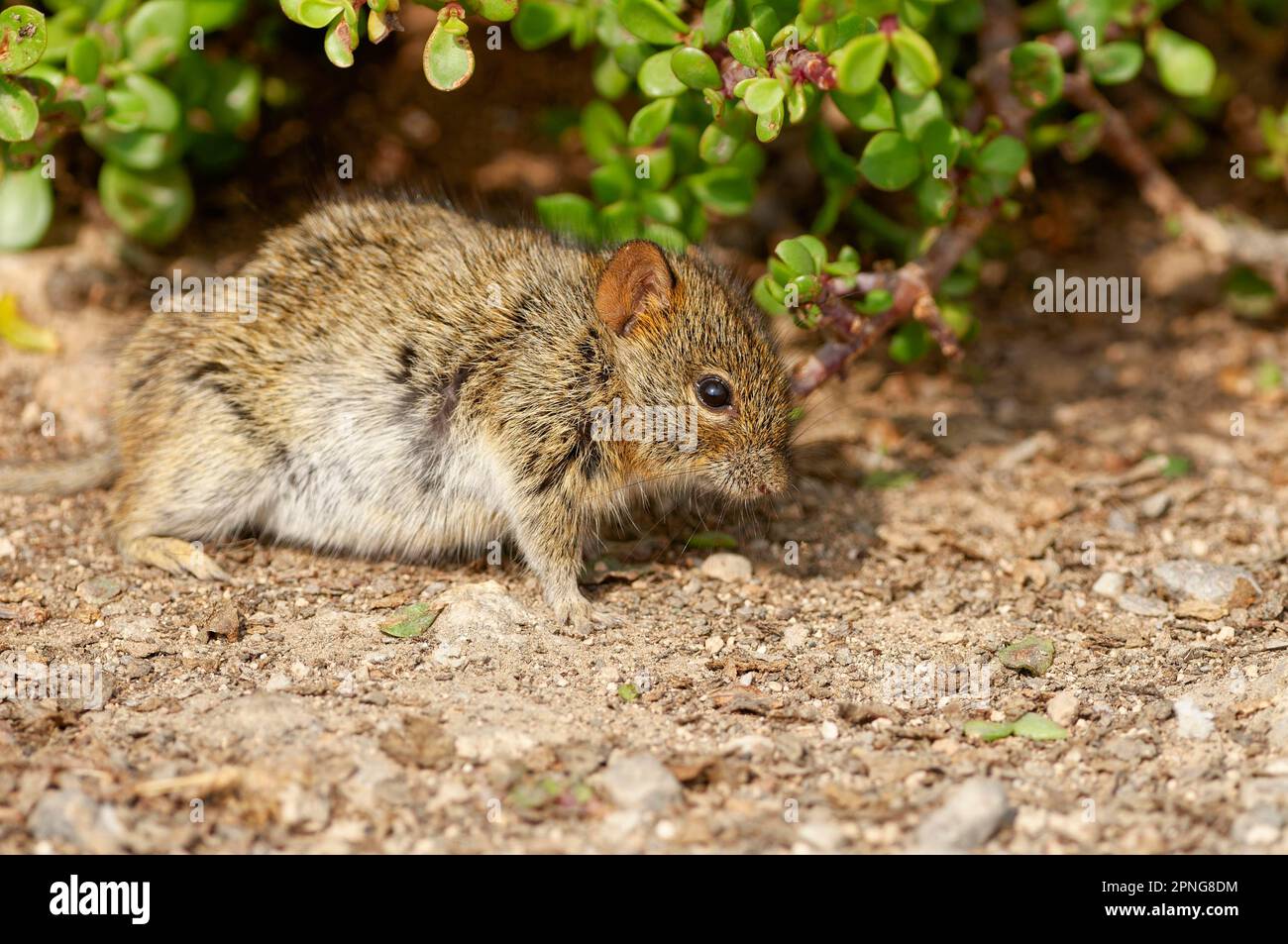 Four-striped grass mouse (Rhabdomys pumilio), adult animal in thickets ...