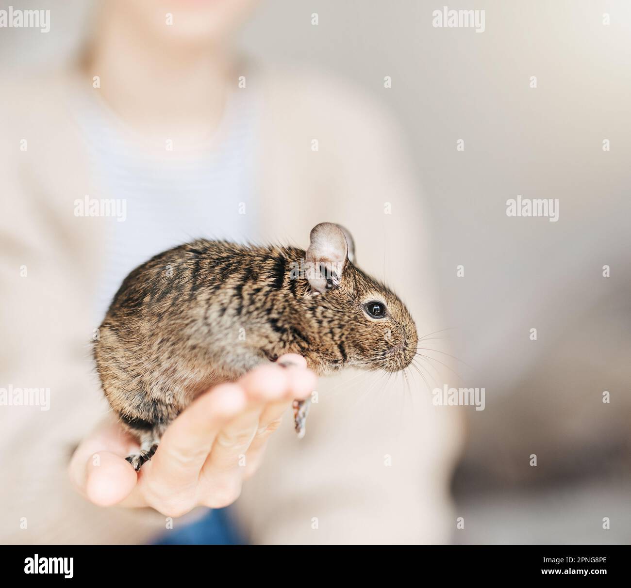 Young girl playing with cute chilean degu squirrel. Cute pet sitting on ...