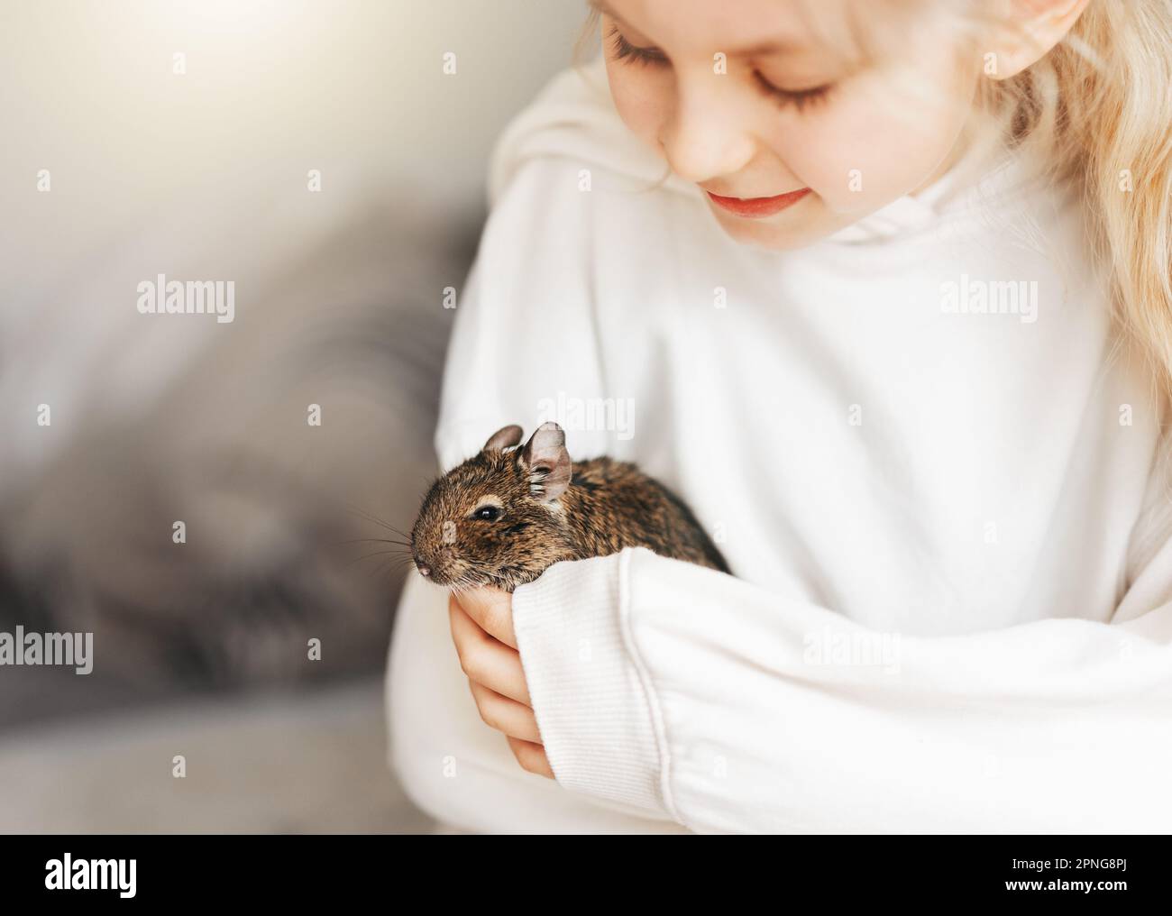 Young girl playing with cute chilean degu squirrel. Cute pet sitting on ...