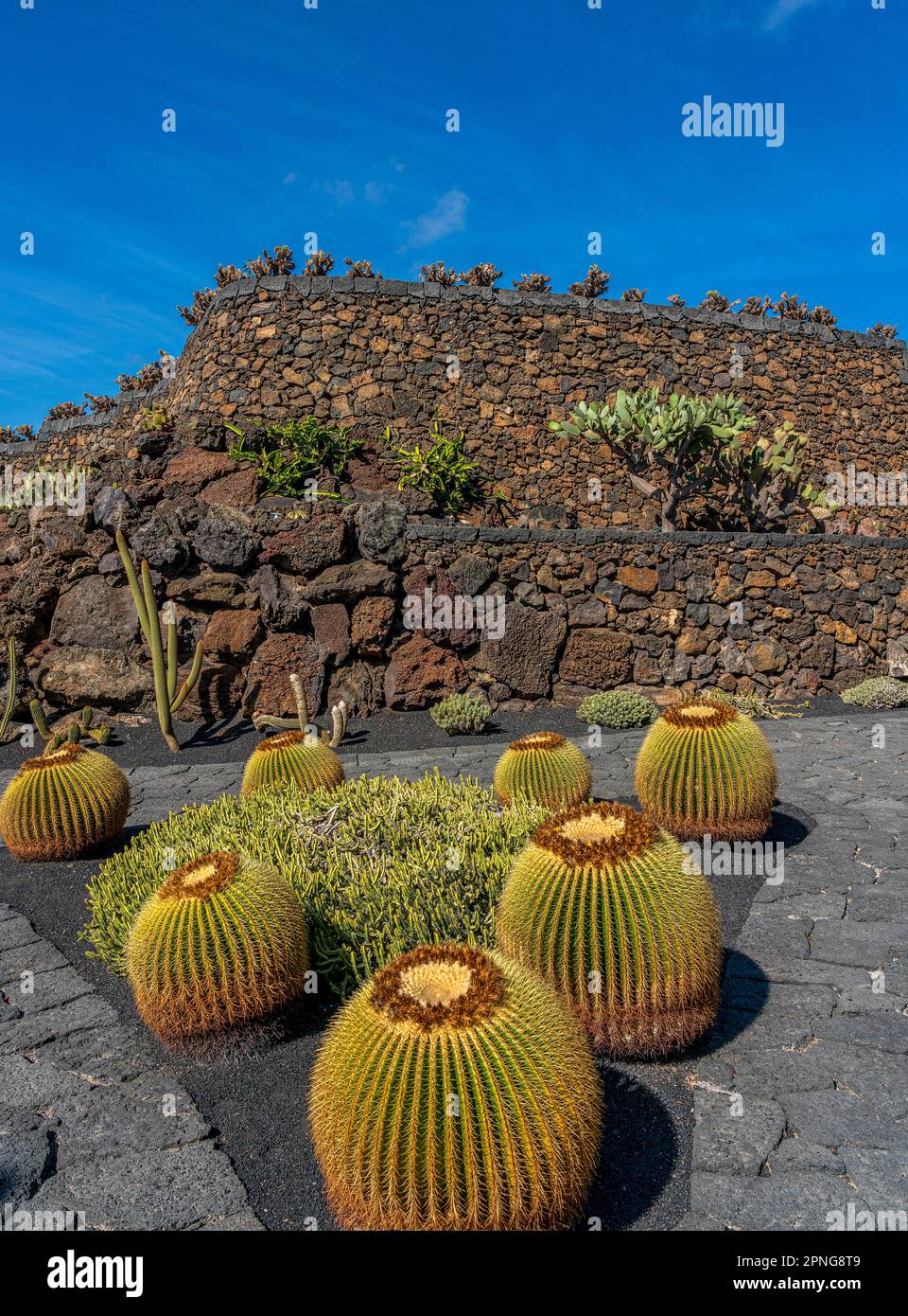 Golden ball cacti, Echinocactus platyacanthus, Jardin de Cactus, Cesar ...