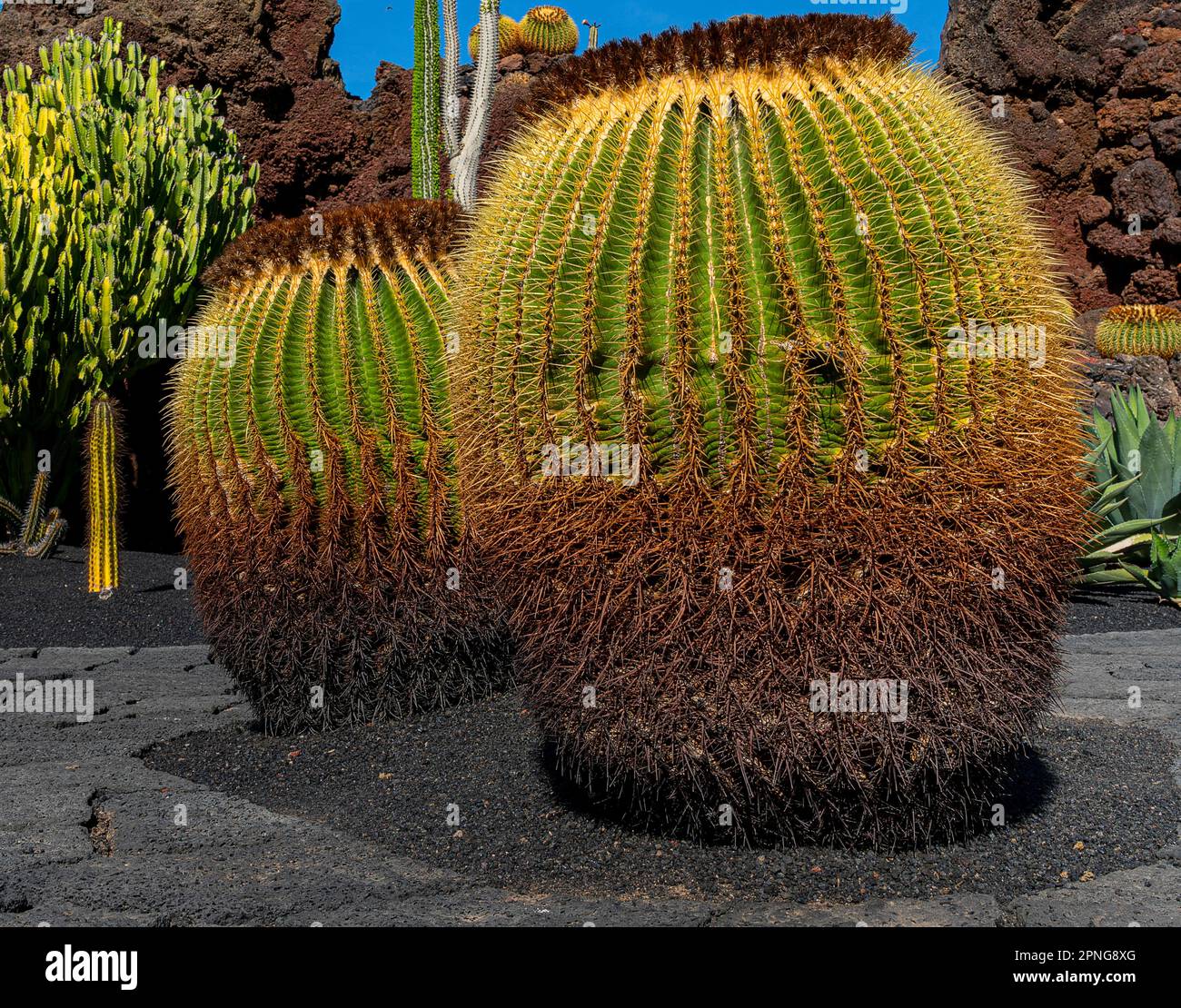 Golden ball cacti, Echinocactus platyacanthus, Jardin de Cactus, Cesar ...
