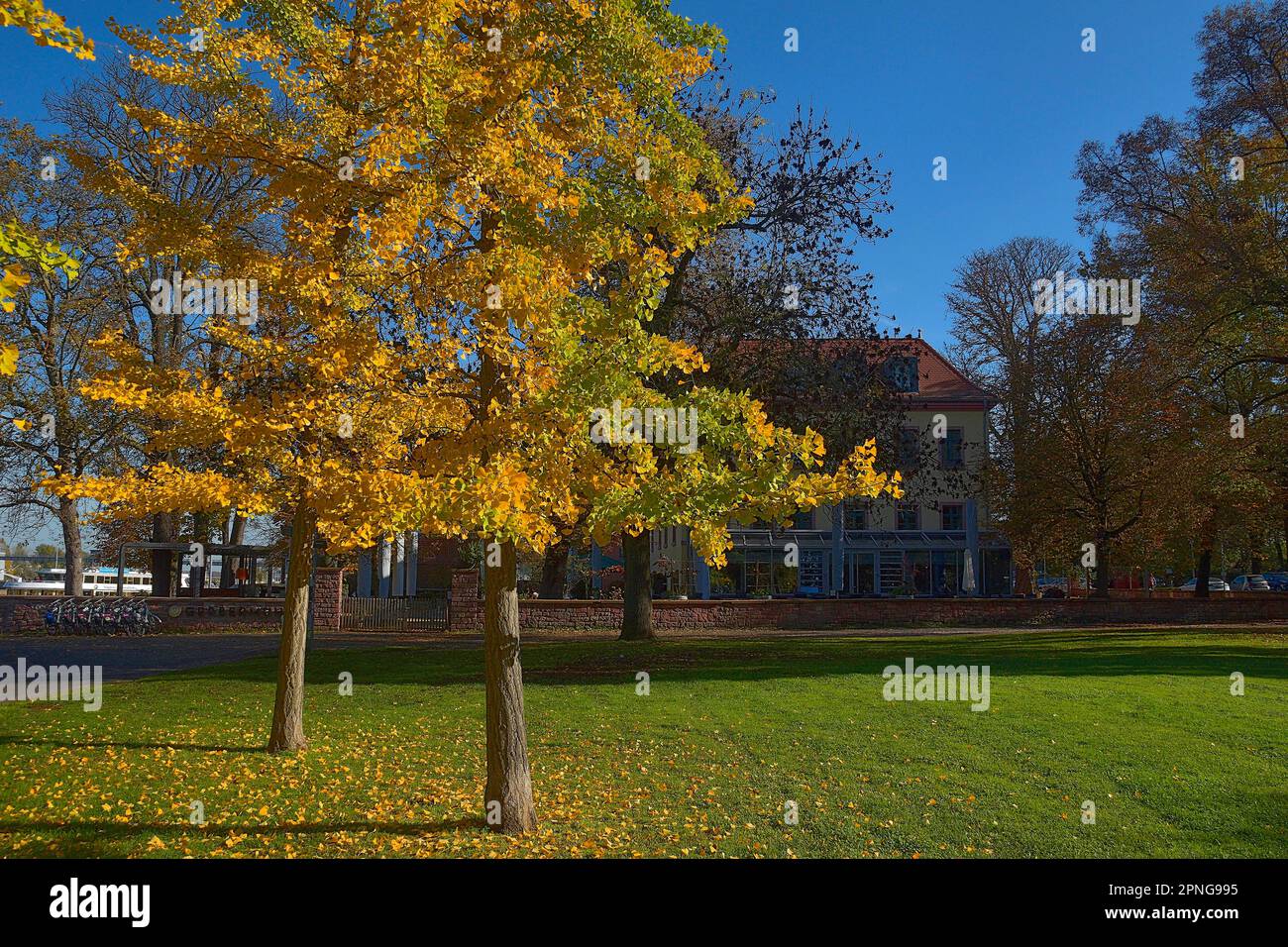Golden ginkgo tree hi-res stock photography and images - Alamy