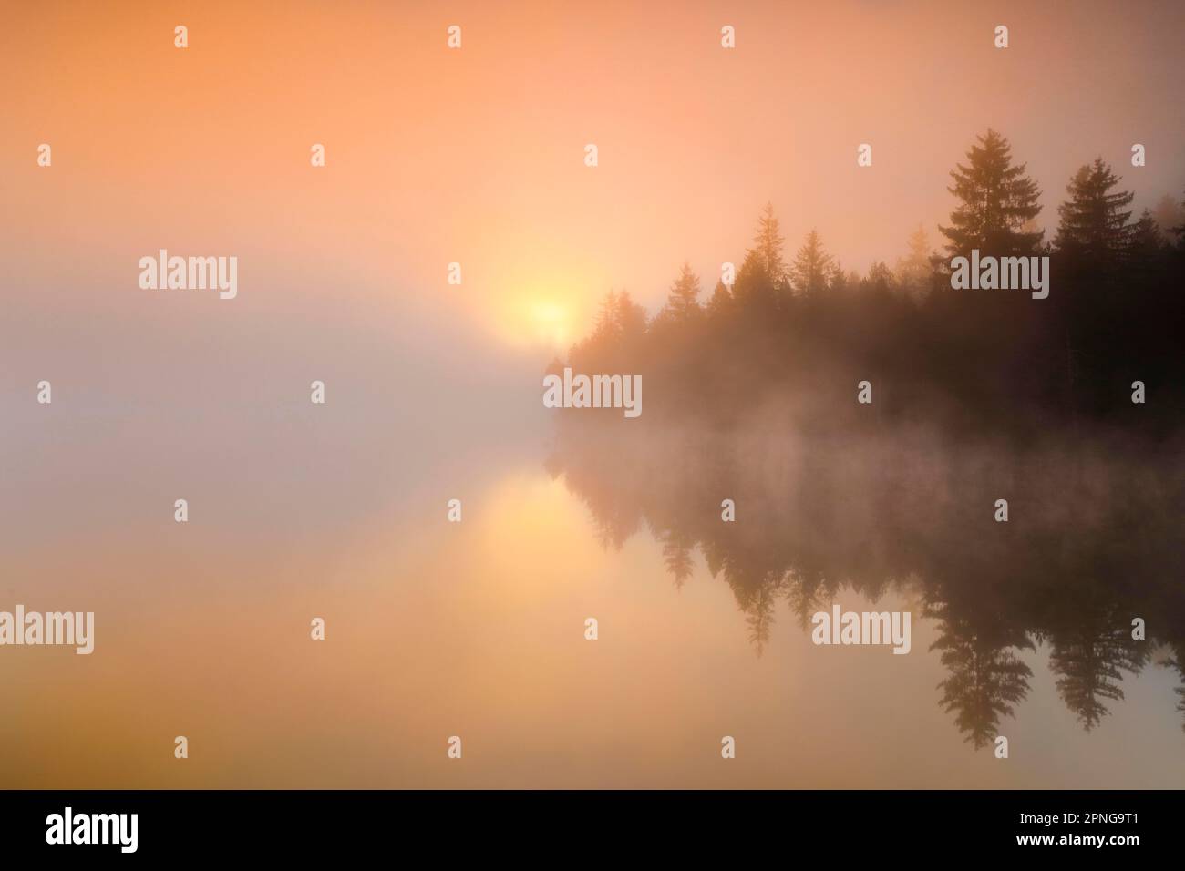 Sunrise over the mirror-smooth mire lake Etang de la Gruere in the ...