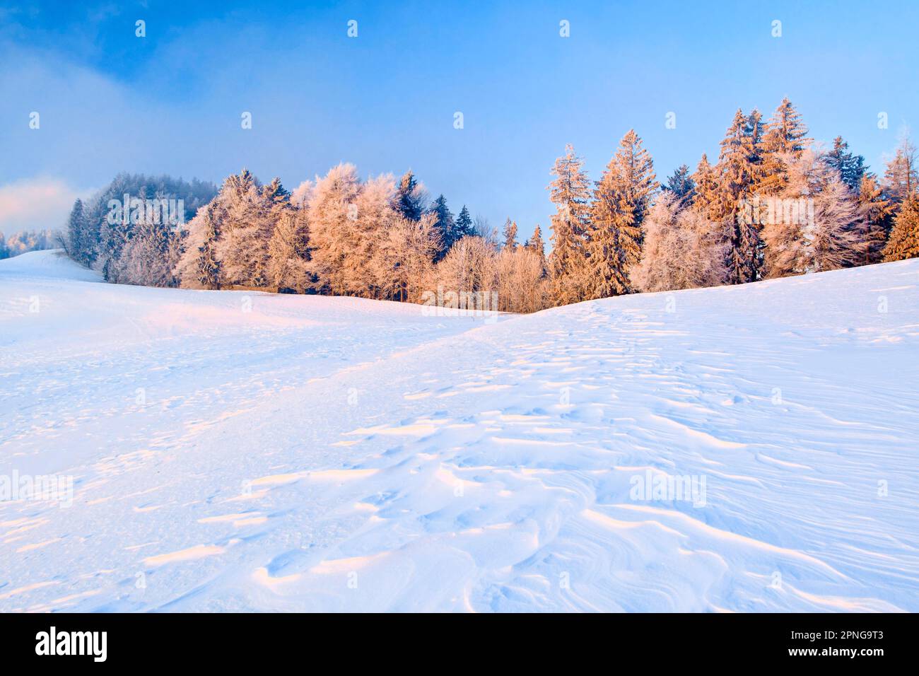 Icy morning at sunrise with view over wind-blown snow to trees covered ...