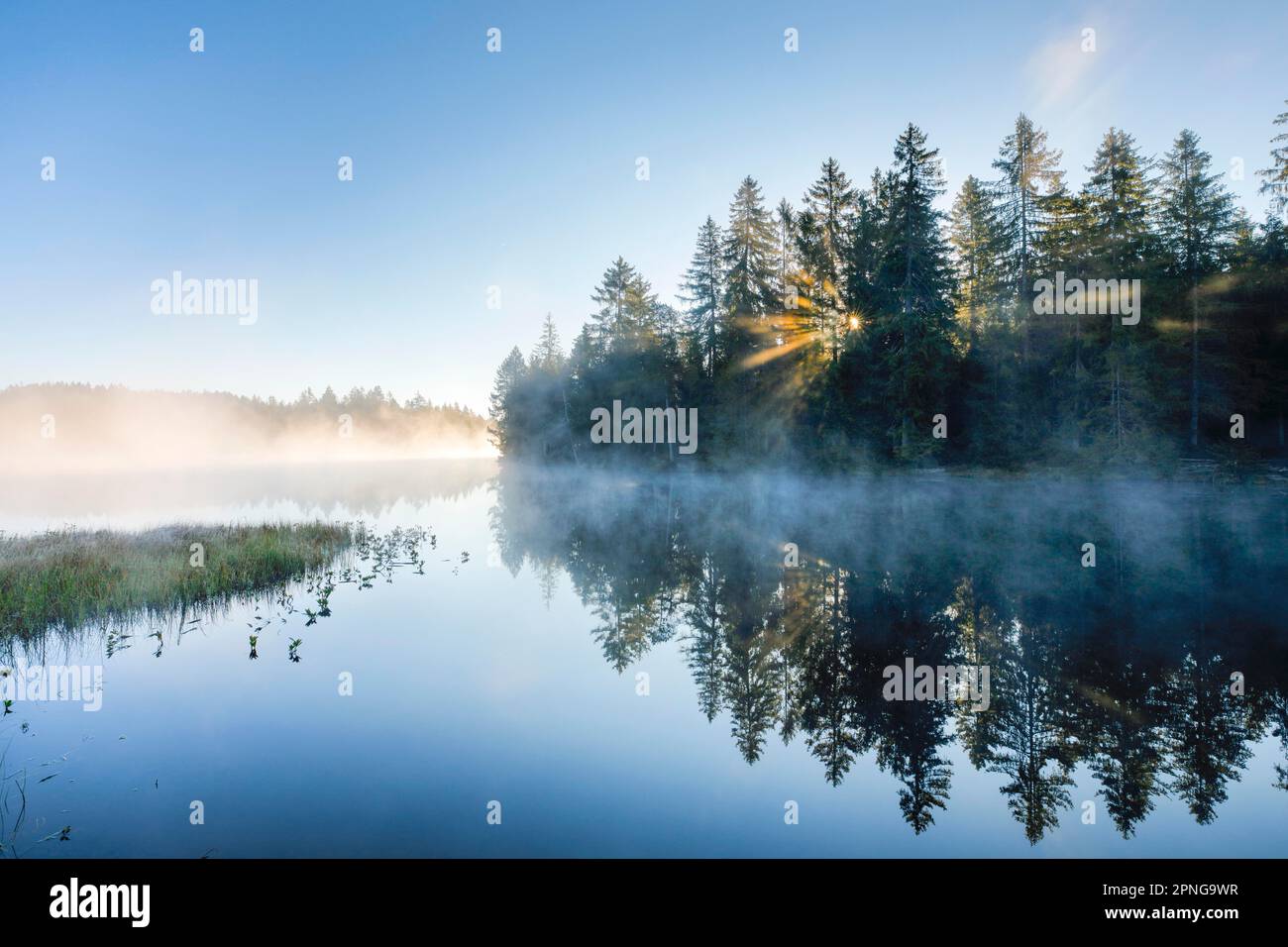 Sunrise over the mirror-smooth mire lake Etang de la Gruere in the ...