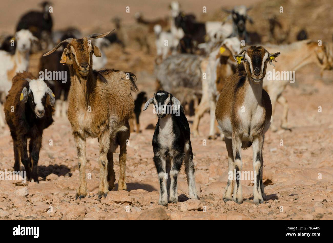 Juvenile goats hi-res stock photography and images - Alamy