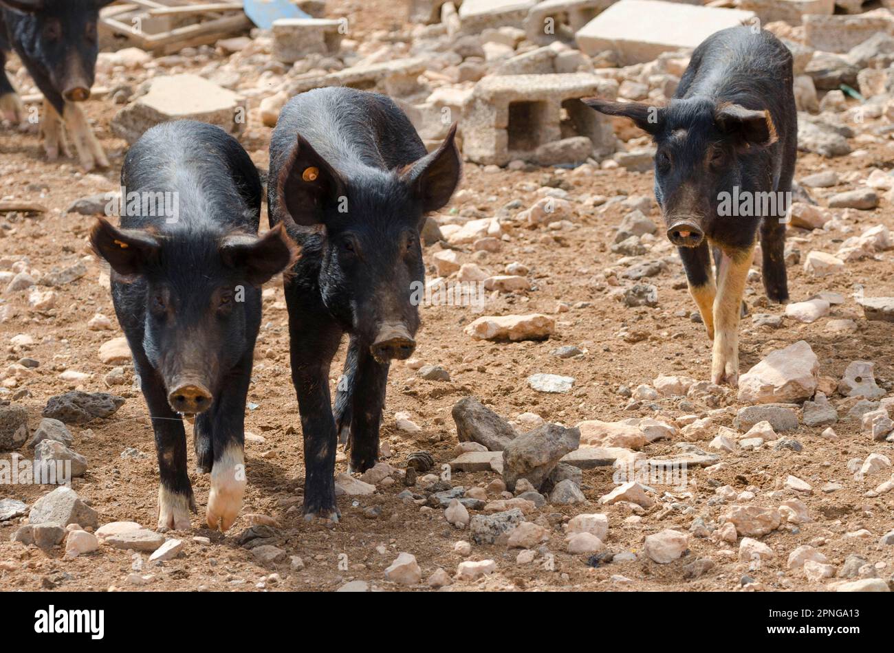 Iberian pig spain hi-res stock photography and images - Alamy