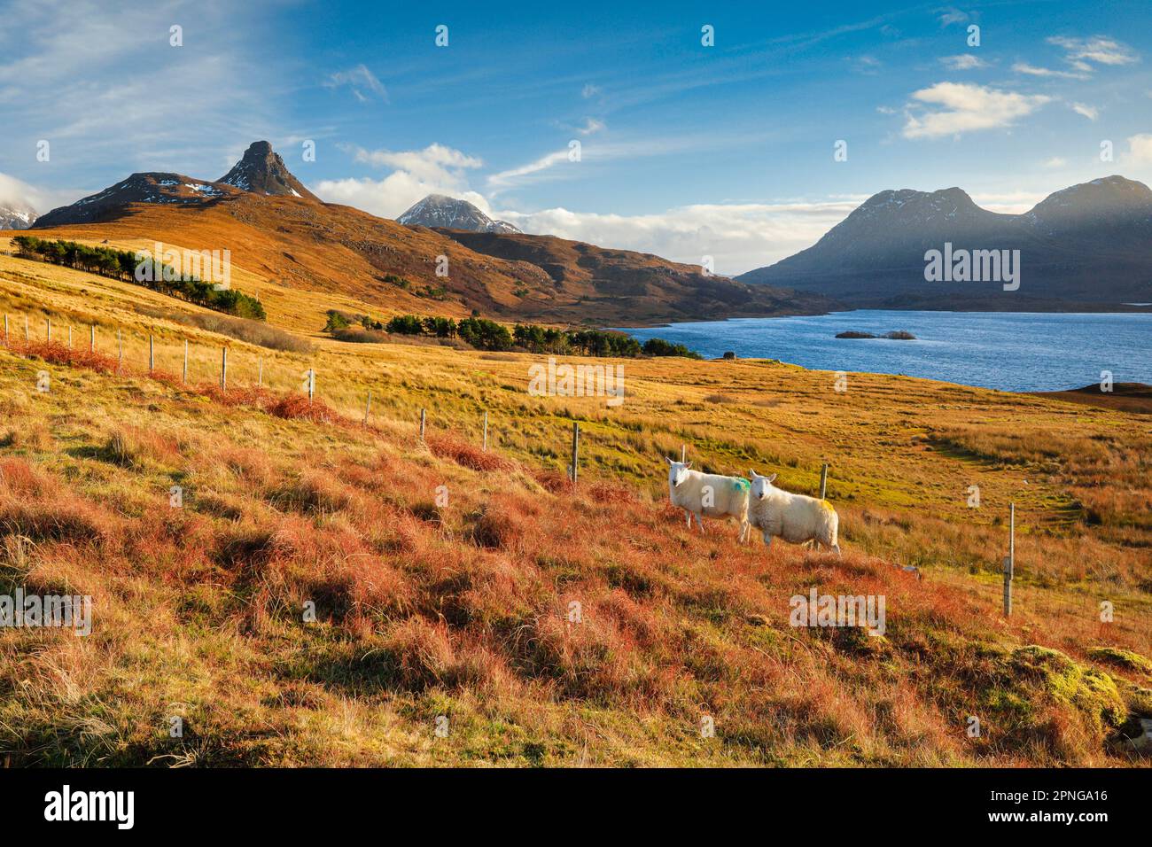Scottish highlands sheep hi-res stock photography and images - Alamy