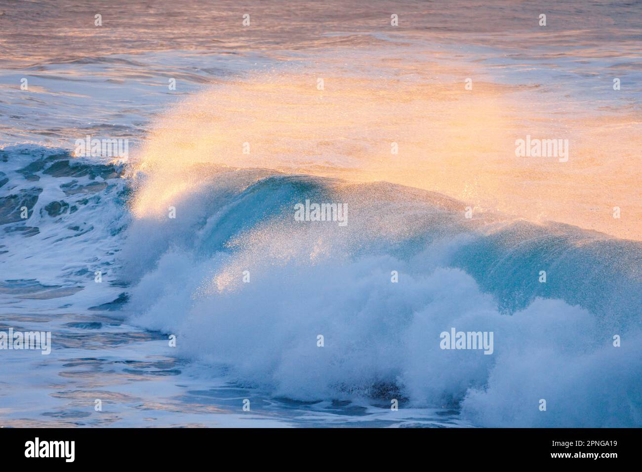 Backlit wave breaking in warm evening light on open sea off north coast ...