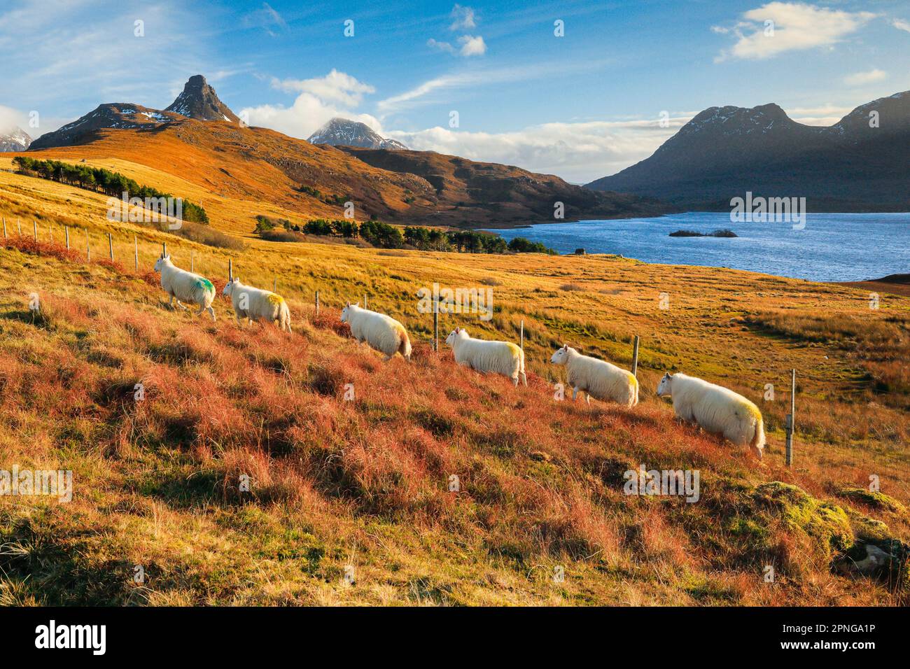 Scottish highlands sheep hi-res stock photography and images - Alamy