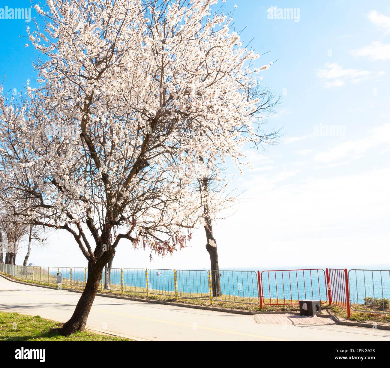 Spring tree in blossom in Seaside park, Varna, Bulgaria Stock Photo - Alamy
