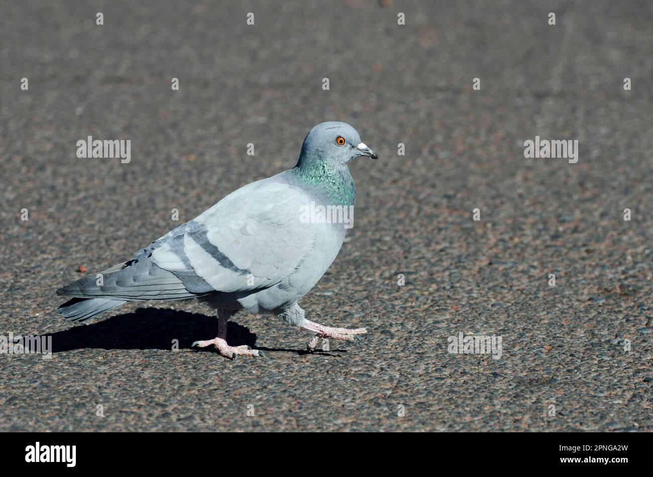Pet pigeon pigeon adult hi-res stock photography and images - Alamy