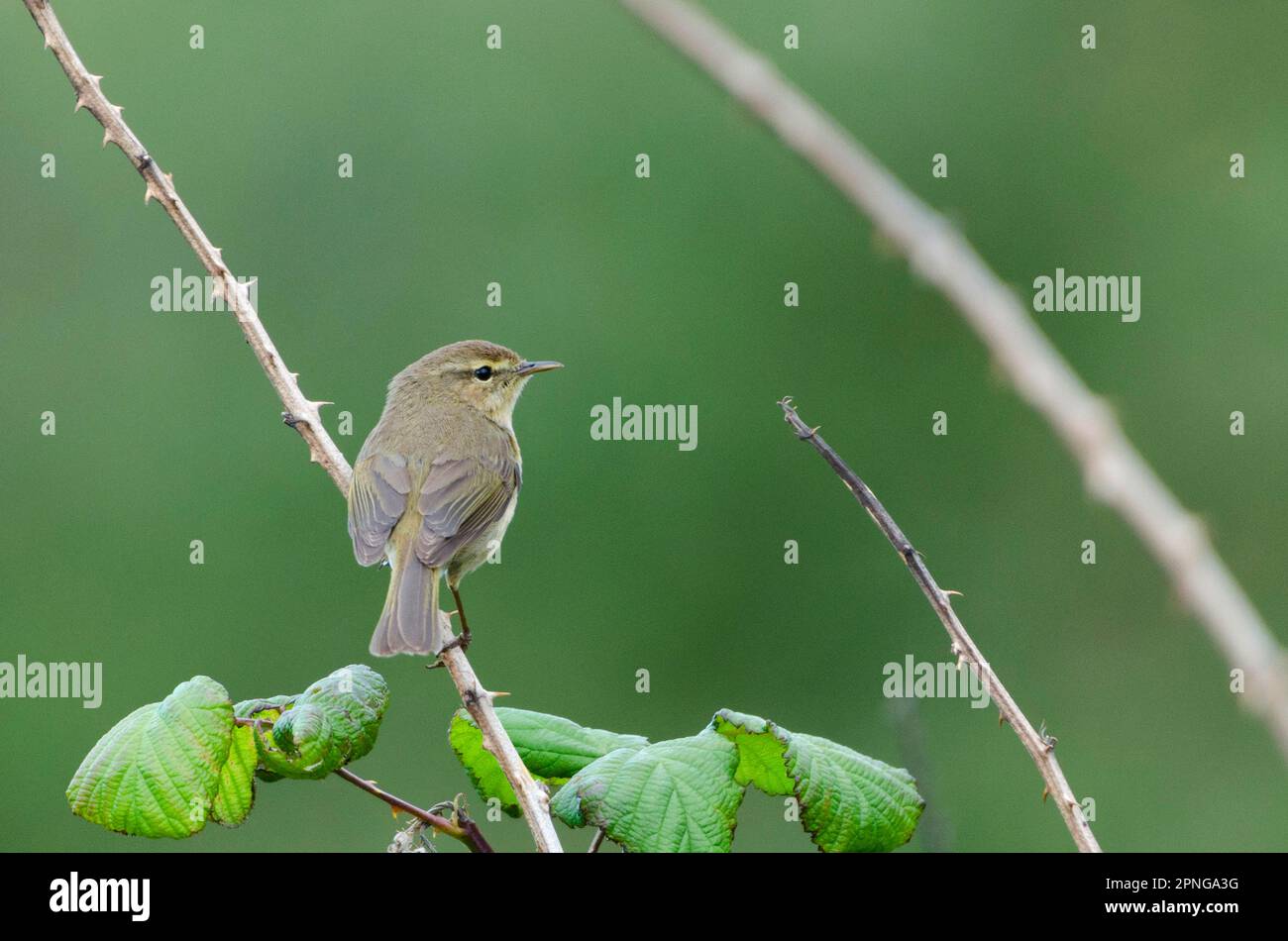 Phylloscopus canariensis hi-res stock photography and images - Alamy