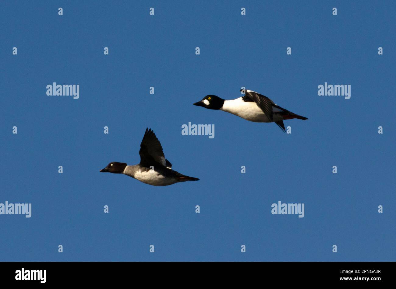 Male female common goldeneye hi-res stock photography and images - Alamy