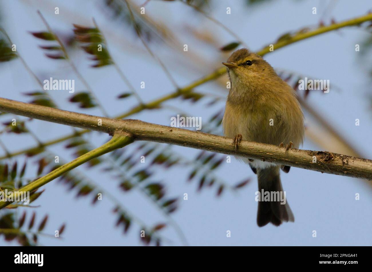 Phylloscopus canariensis canariensis hi-res stock photography and ...