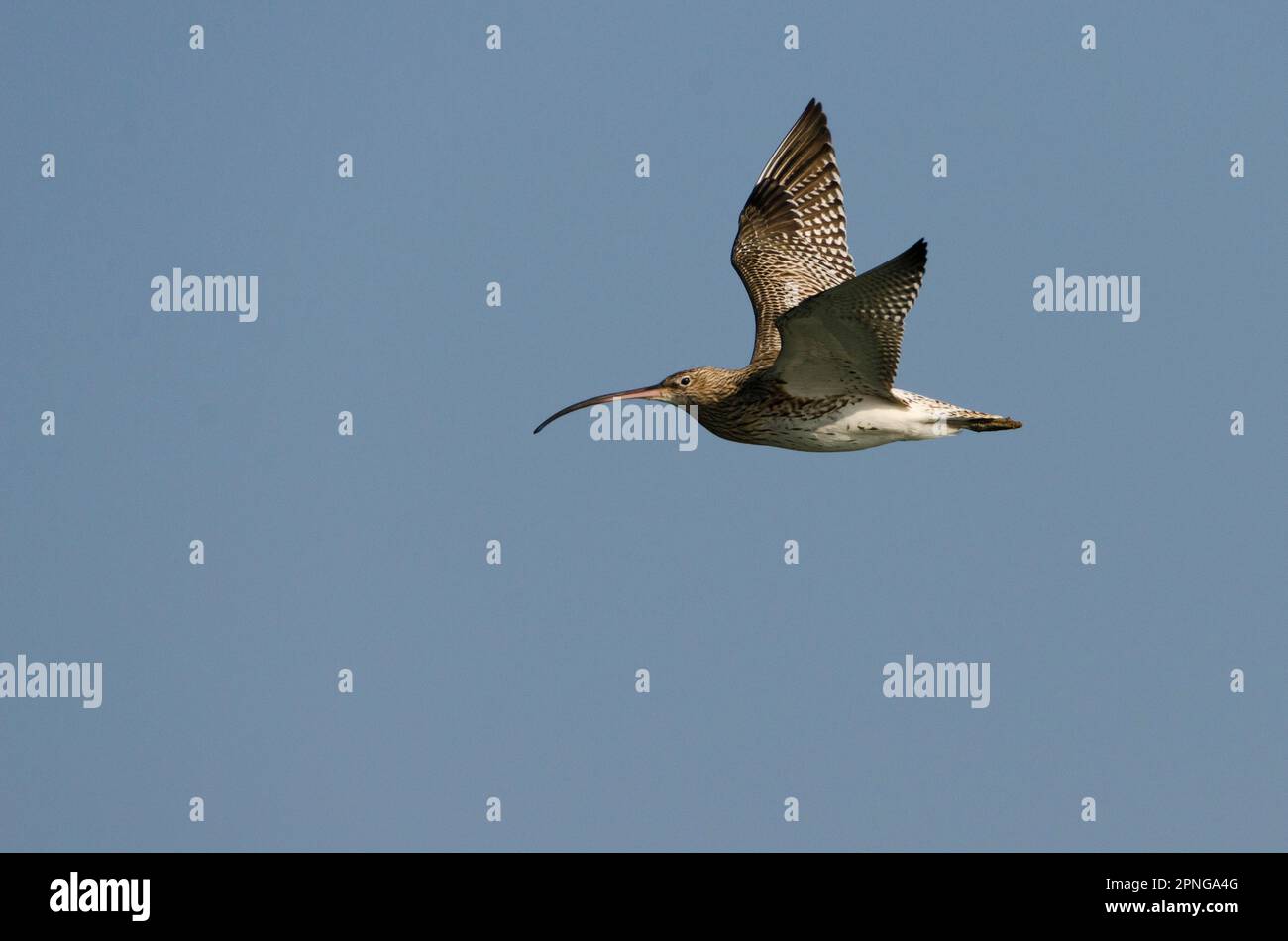 Side view of curlew in flight hi-res stock photography and images - Alamy