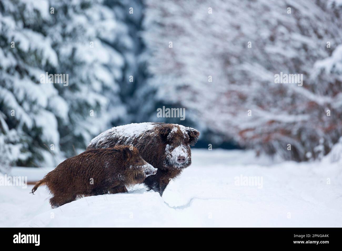 Wild Boar (Sus scrofa Stock Photo - Alamy