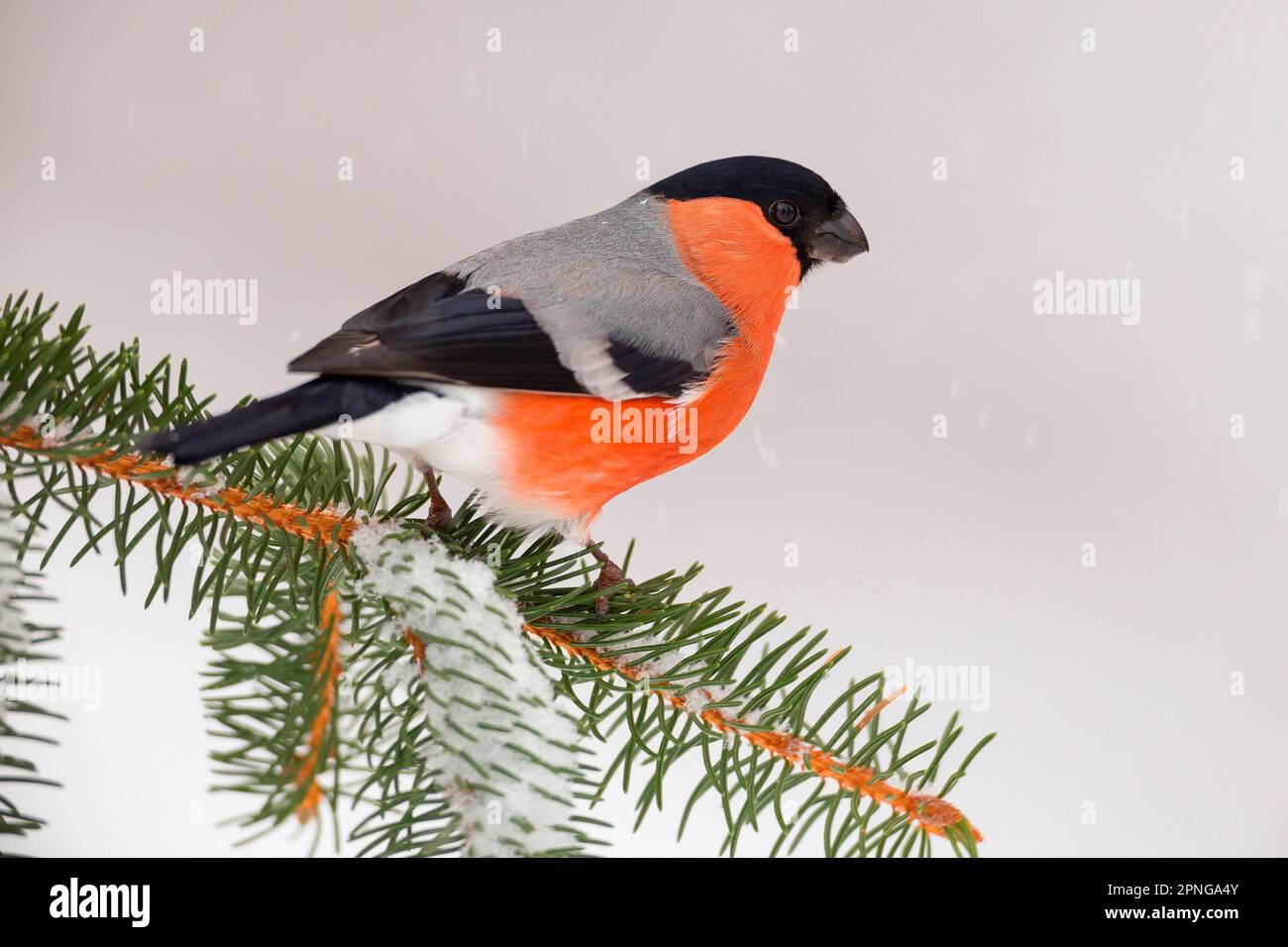 Bullfinch adult hi-res stock photography and images - Alamy