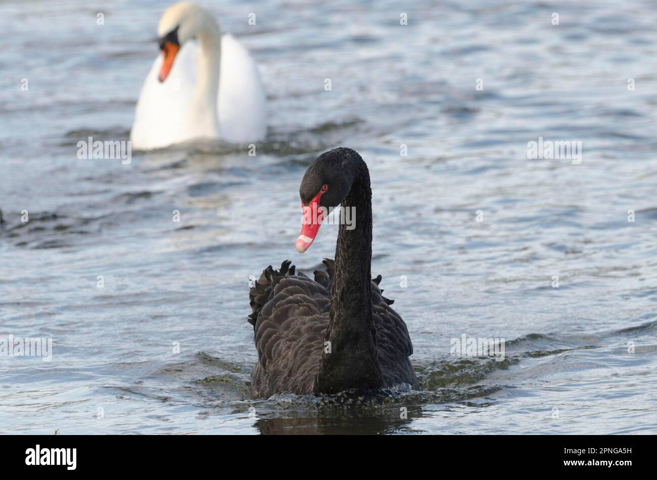 Swan swim front view hi-res stock photography and images - Alamy