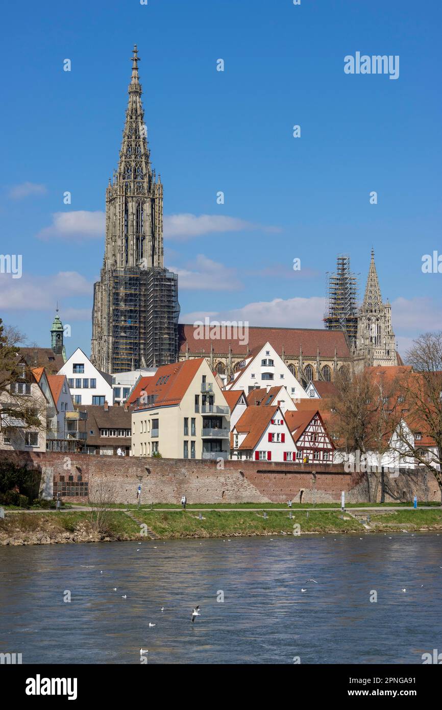 Danube and Danube Promenade with Ulm City Wall and behind Ulm Minster ...