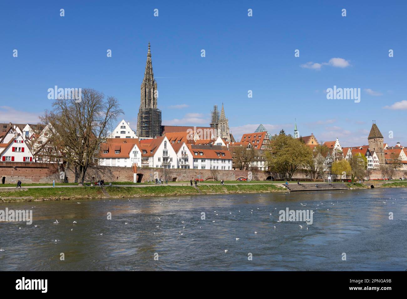 Danube and Danube promenade with Ulm city wall and behind it Ulm ...