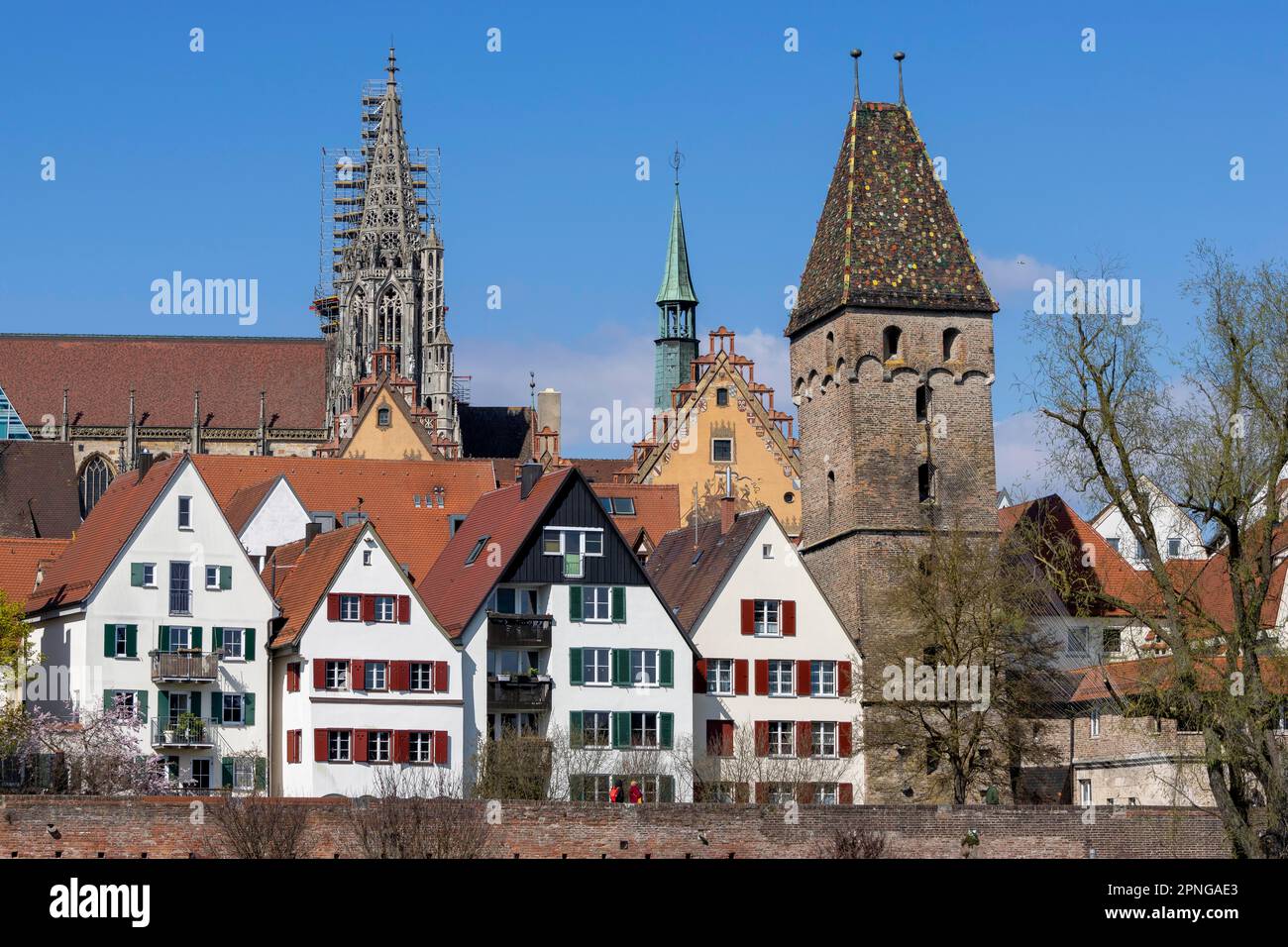 Ulm city wall and behind it Ulm Cathedral, the Fischerviertel building ...