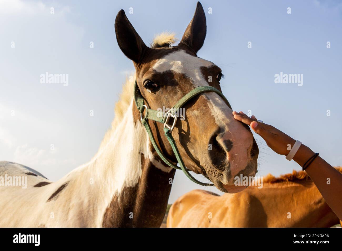 A stunning brown and white horse looks directly at the camera as a ...