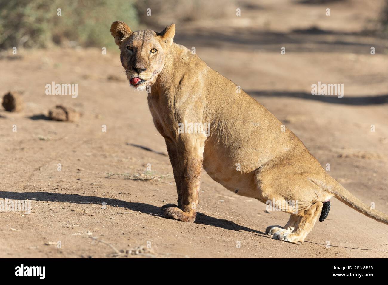 Lion (Panthera leo), shitting, Samburu National Reserve, Kenya Stock ...