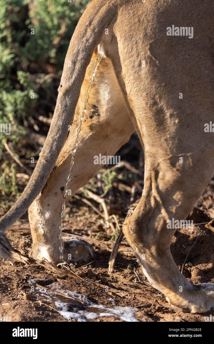 Lion (Panthera leo), urinating, Samburu National Reserve, Kenya Stock ...
