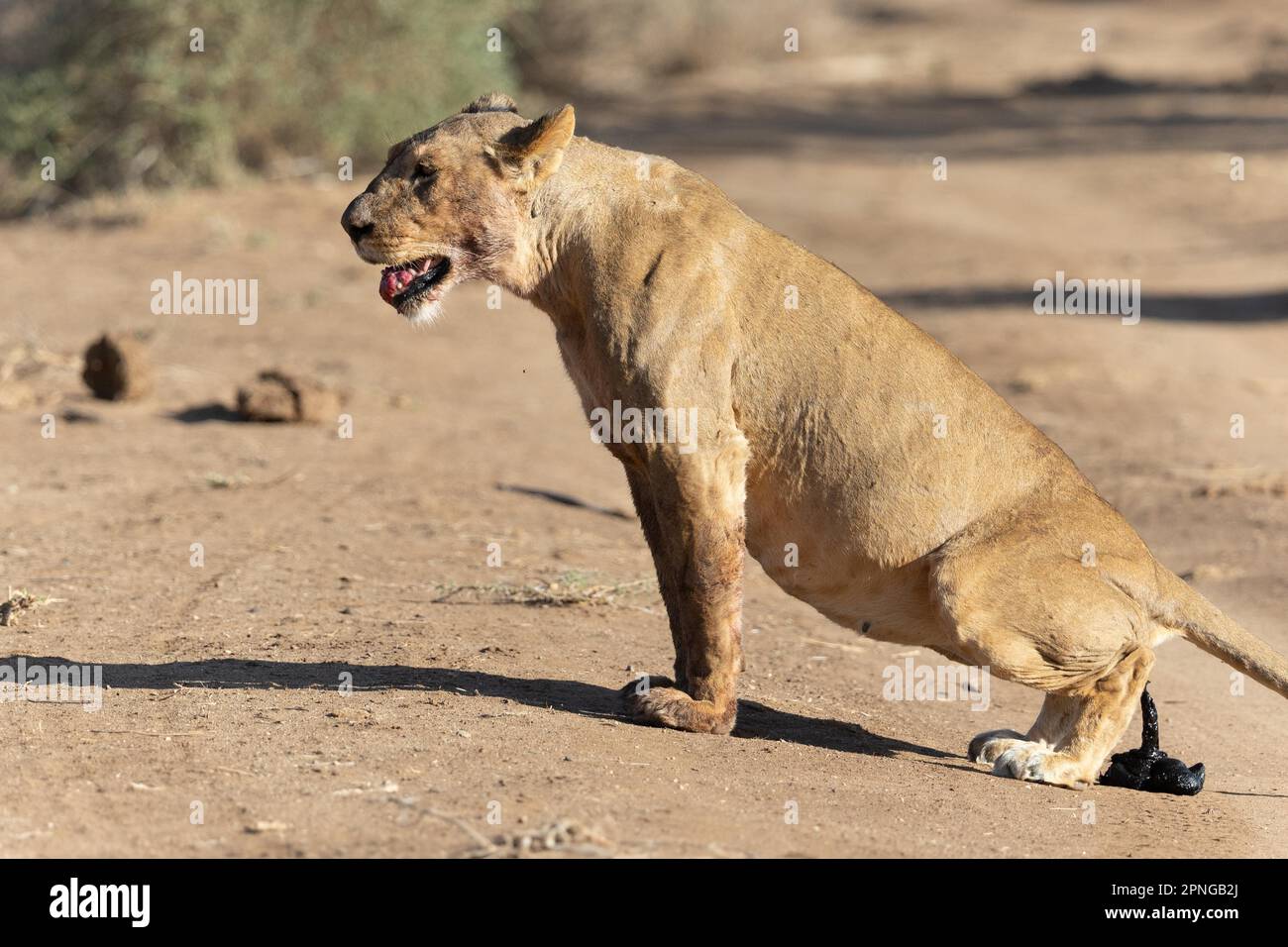 Lion (Panthera leo), shitting, Samburu National Reserve, Kenya Stock ...
