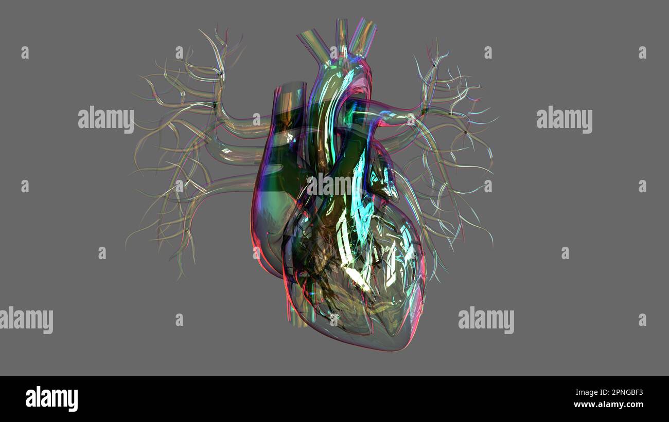 Human heart anatomy for medical concept 3D illustration Stock Photo - Alamy