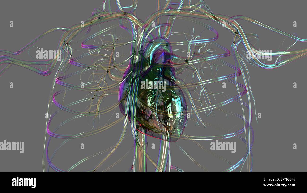 Human heart anatomy for medical concept 3D illustration Stock Photo - Alamy