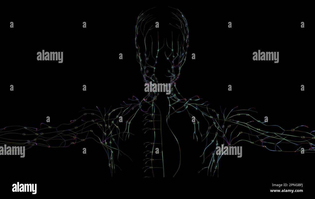 Human lymph nodes anatomy for medical concept 3D illustration Stock ...