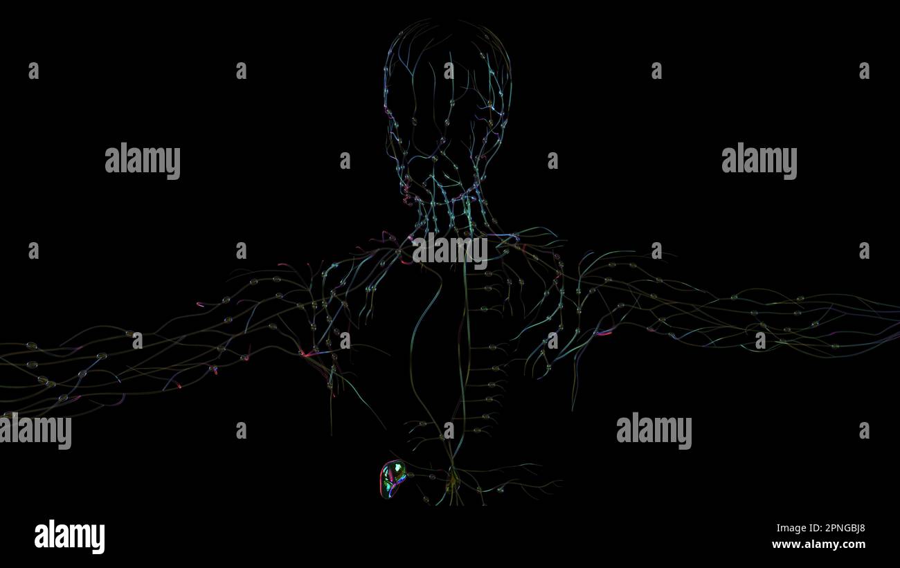 Human lymph nodes anatomy for medical concept 3D illustration Stock ...