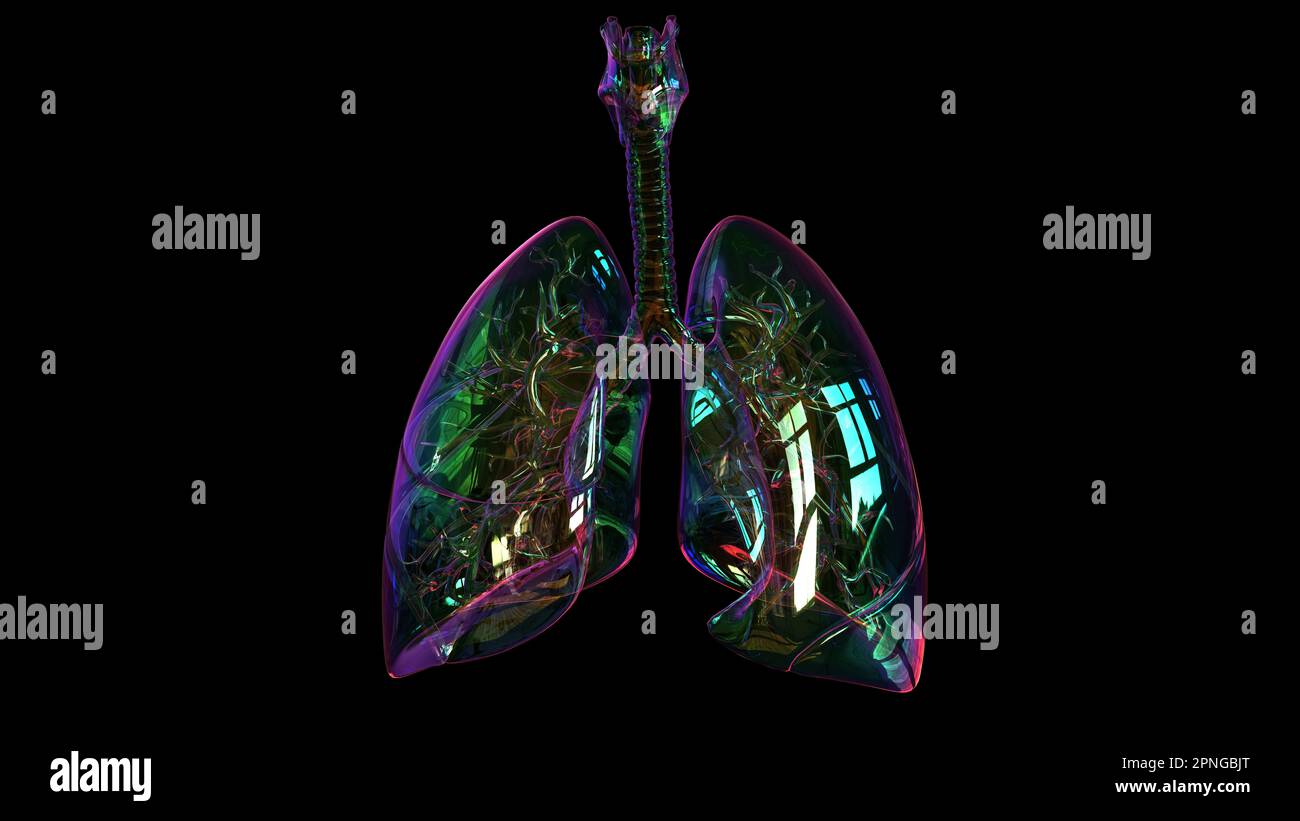 human lungs with trachea anatomy for medical concept 3D illustration ...