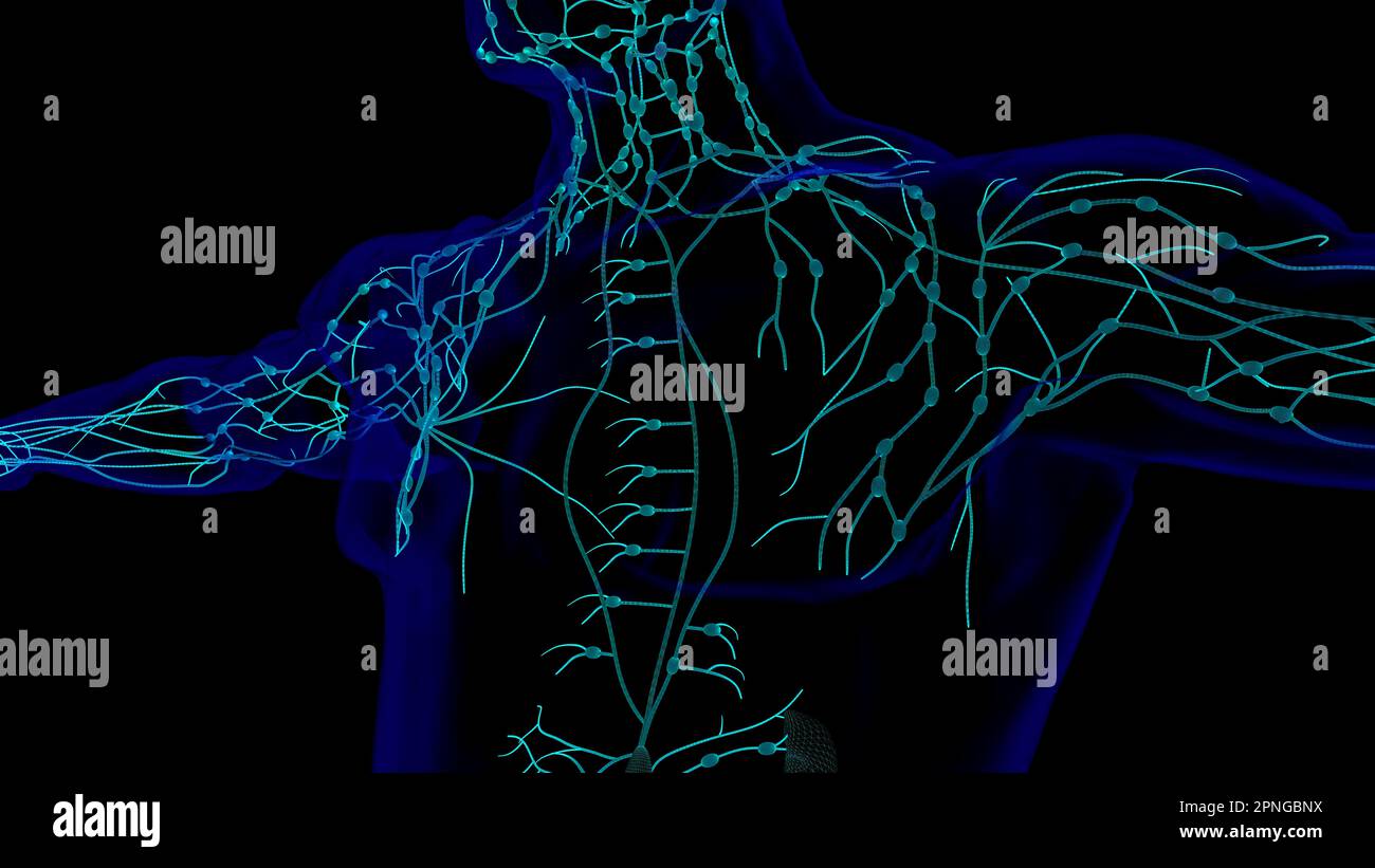 Human lymph nodes anatomy for medical concept 3D illustration Stock ...