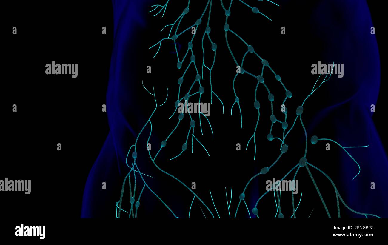 Human lymph nodes anatomy for medical concept 3D illustration Stock ...