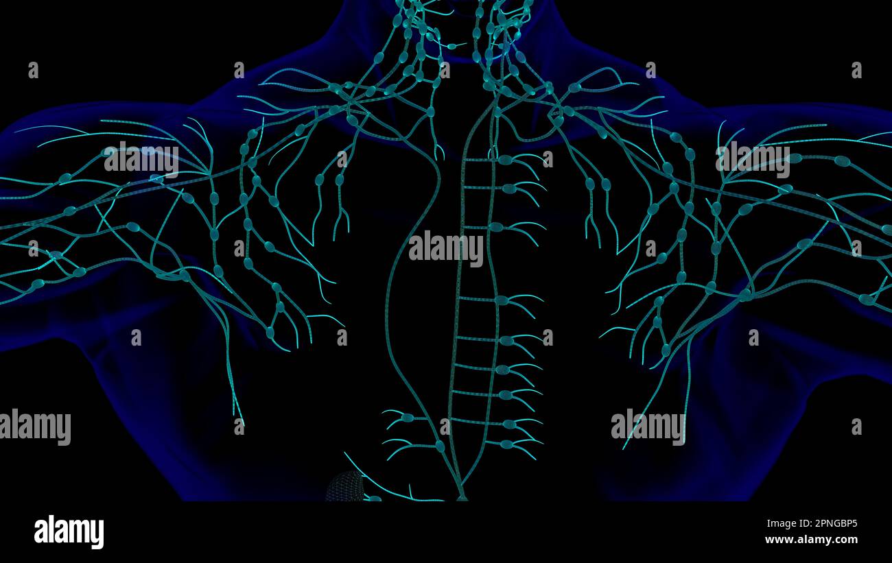 Human lymph nodes anatomy for medical concept 3D illustration with wire ...