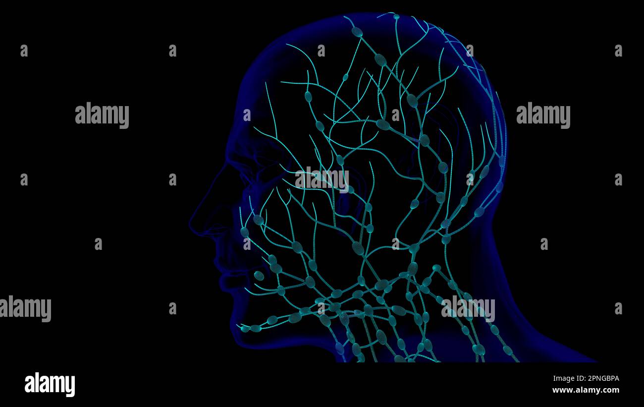 Human lymph nodes anatomy for medical concept 3D illustration Stock ...